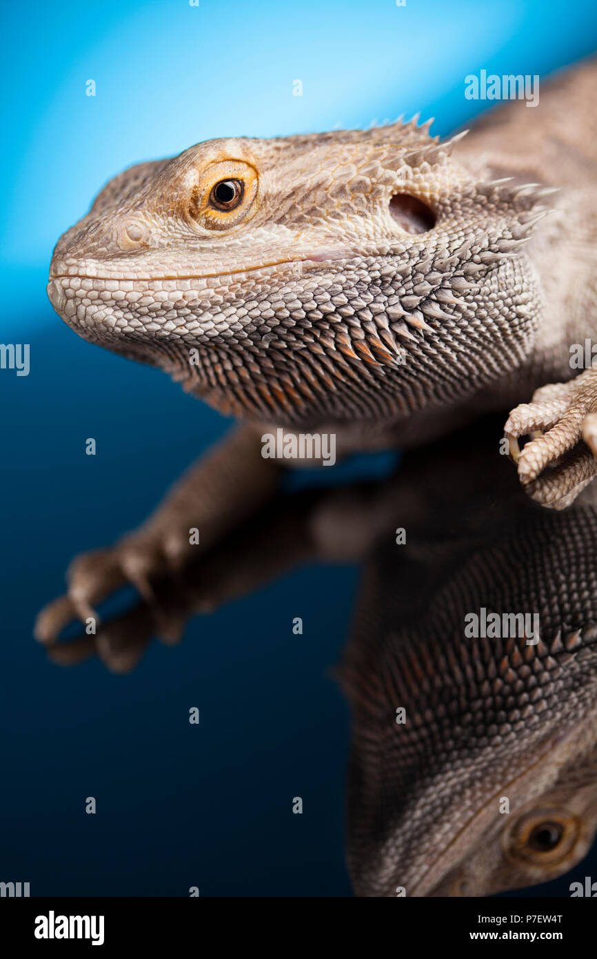 Dragon, Agama Lizard on blue mirror background Stock Photo - Alamy