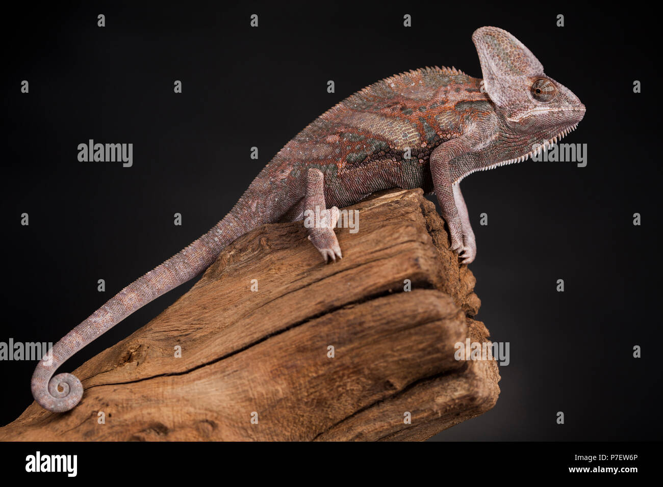 Root, Green chameleon, lizard background Stock Photo - Alamy