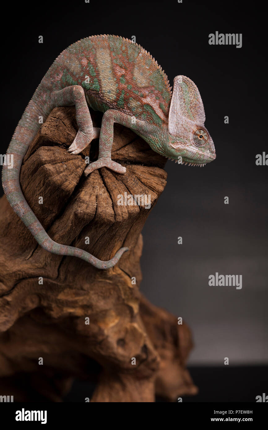 Root, Green chameleon, lizard background Stock Photo - Alamy