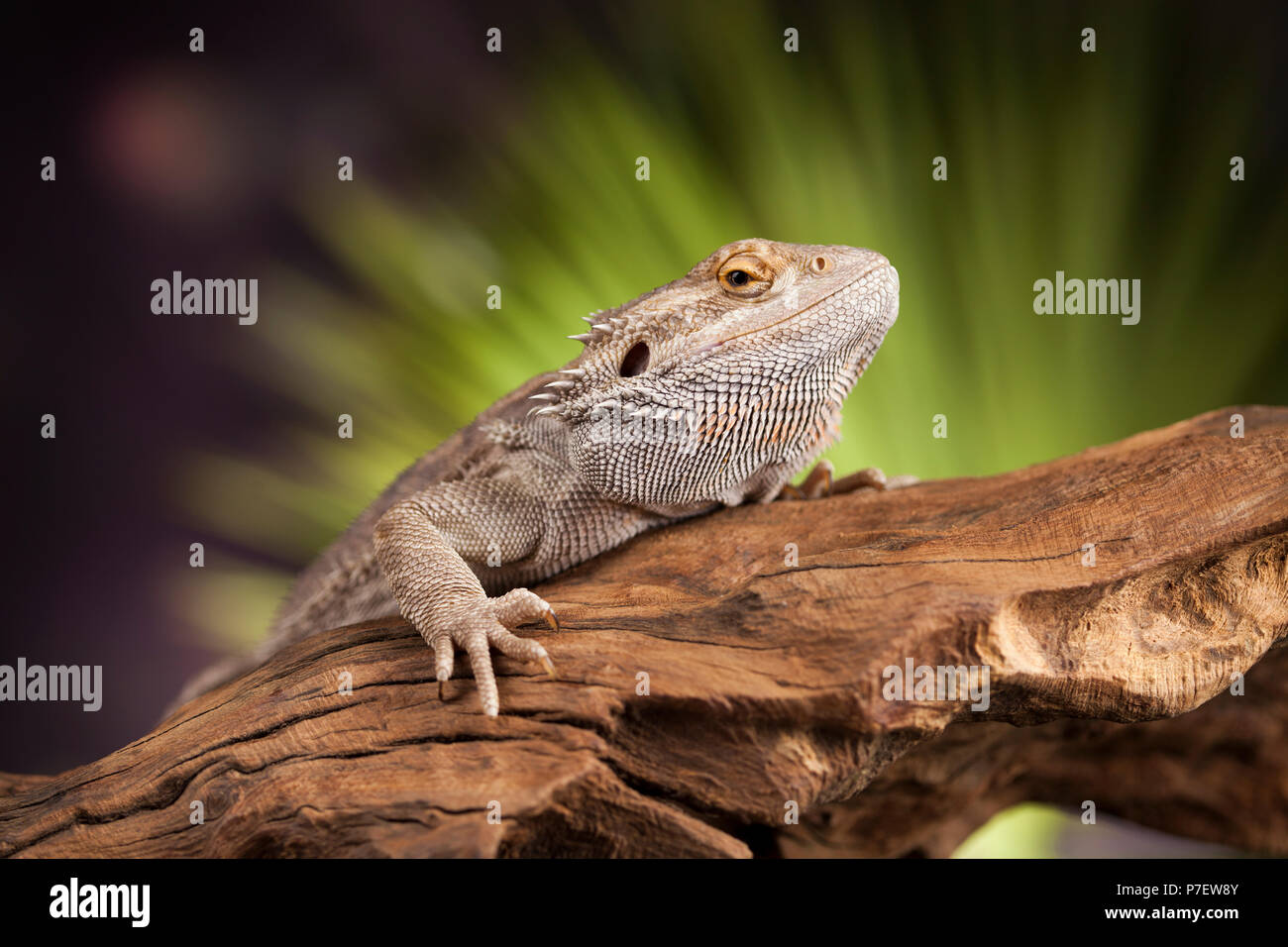Root Bearded Dragon, Agama Lizard Stock Photo - Alamy