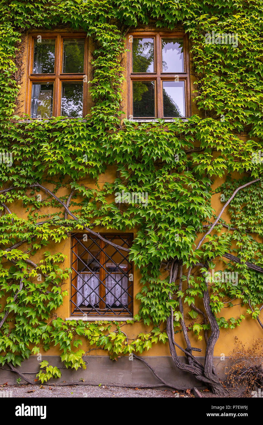 Overgrown vine hi-res stock photography and images - Alamy