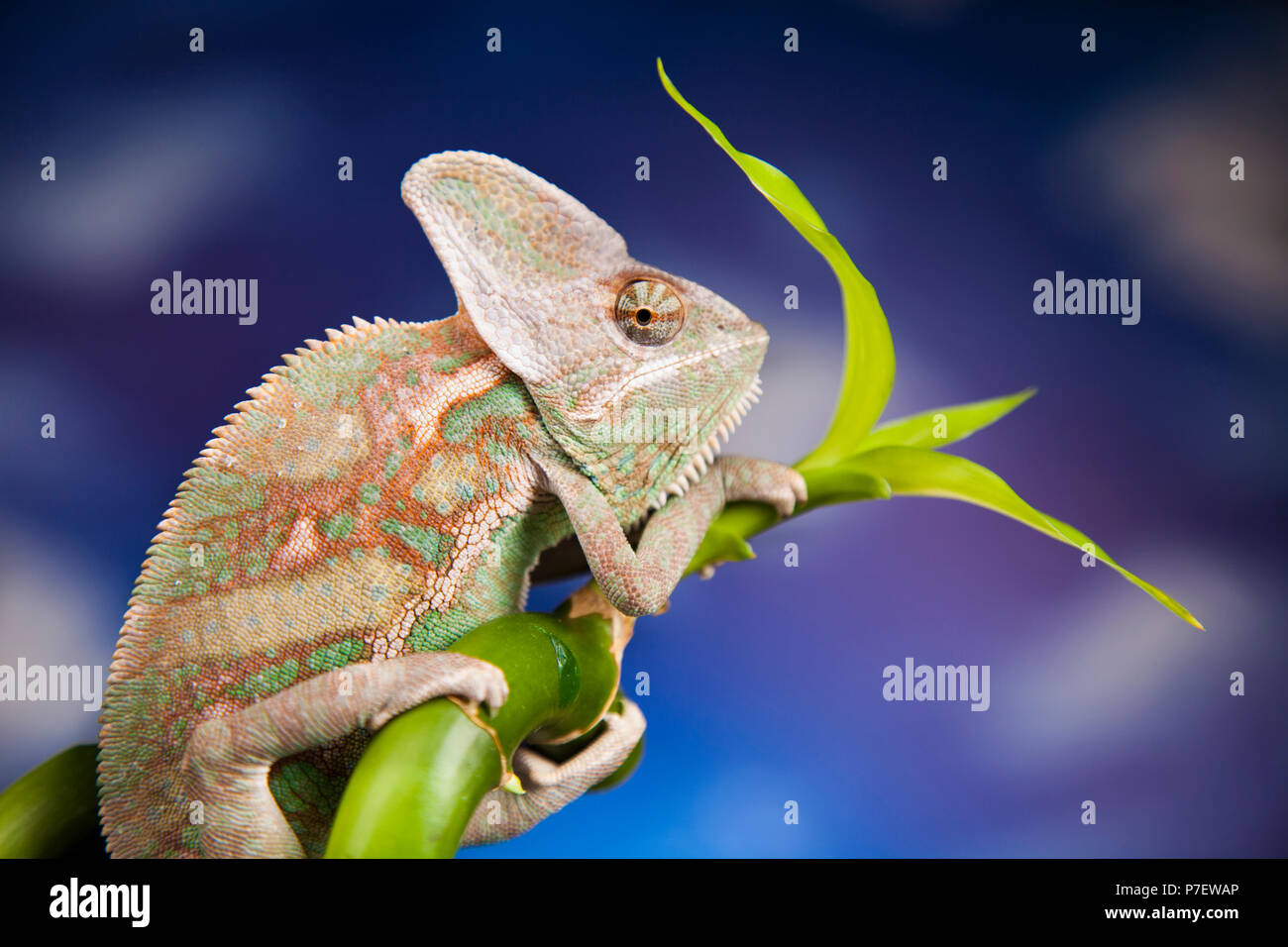 Sky background, reptile, Chameleon lizard Stock Photo - Alamy