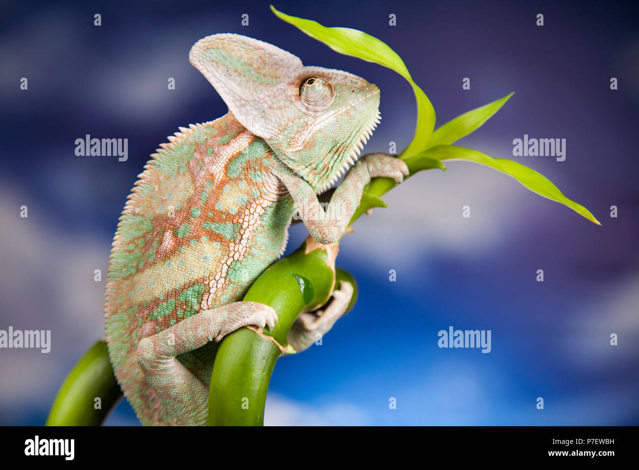 Sky background, reptile, Chameleon lizard Stock Photo - Alamy