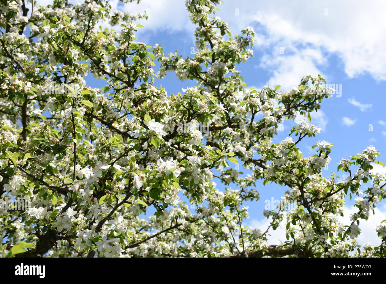 Reich apfel hi-res stock photography and images - Alamy