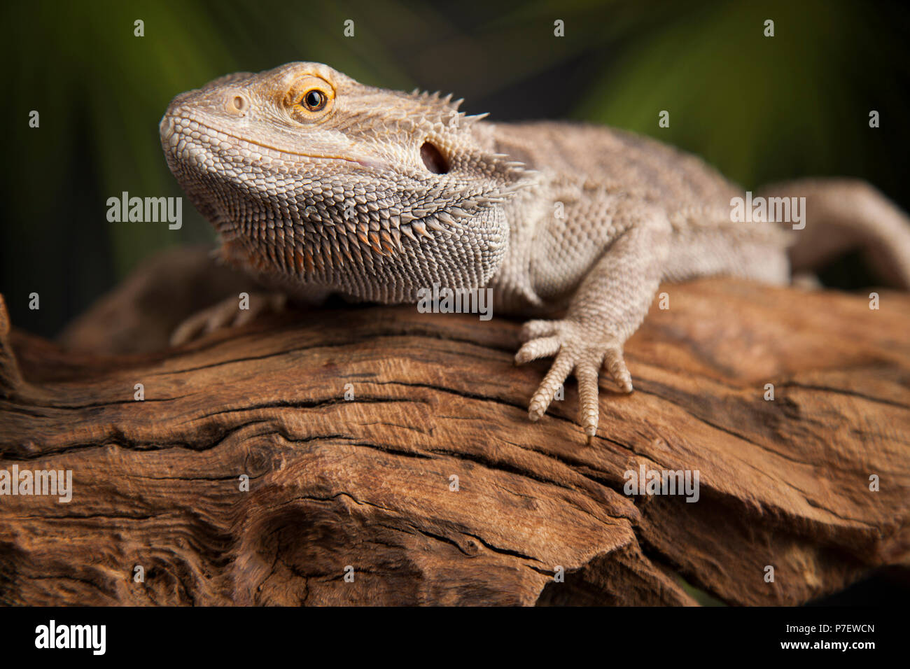 Root Bearded Dragon, Agama Lizard Stock Photo - Alamy