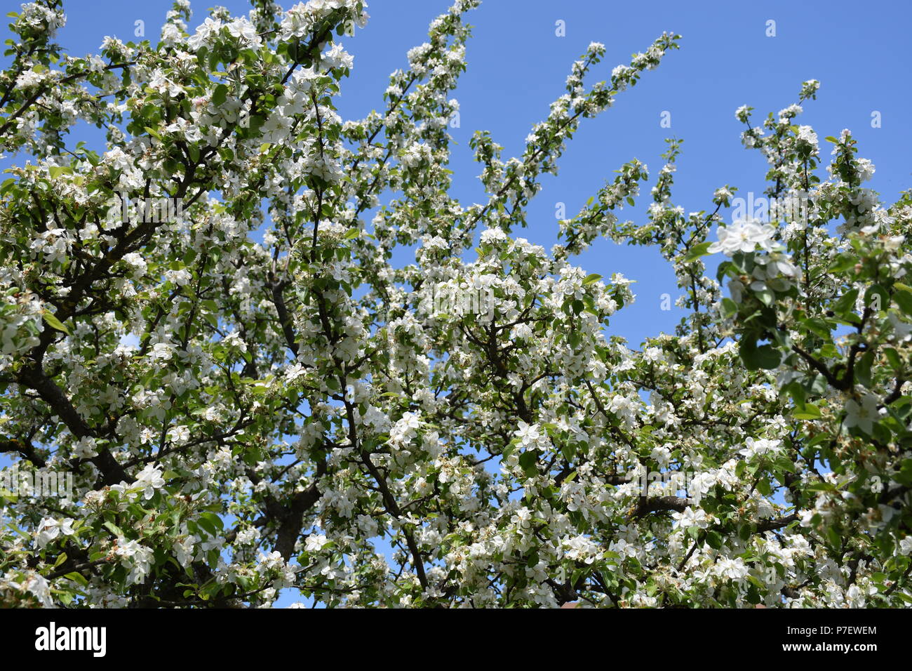 Reich apfel hi-res stock photography and images - Alamy