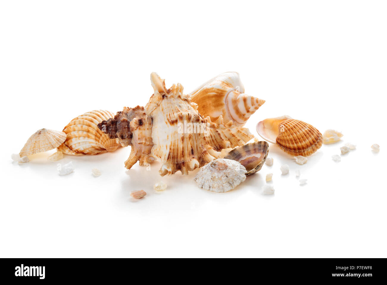 Shells and pebbles. Isolated on white background Stock Photo - Alamy