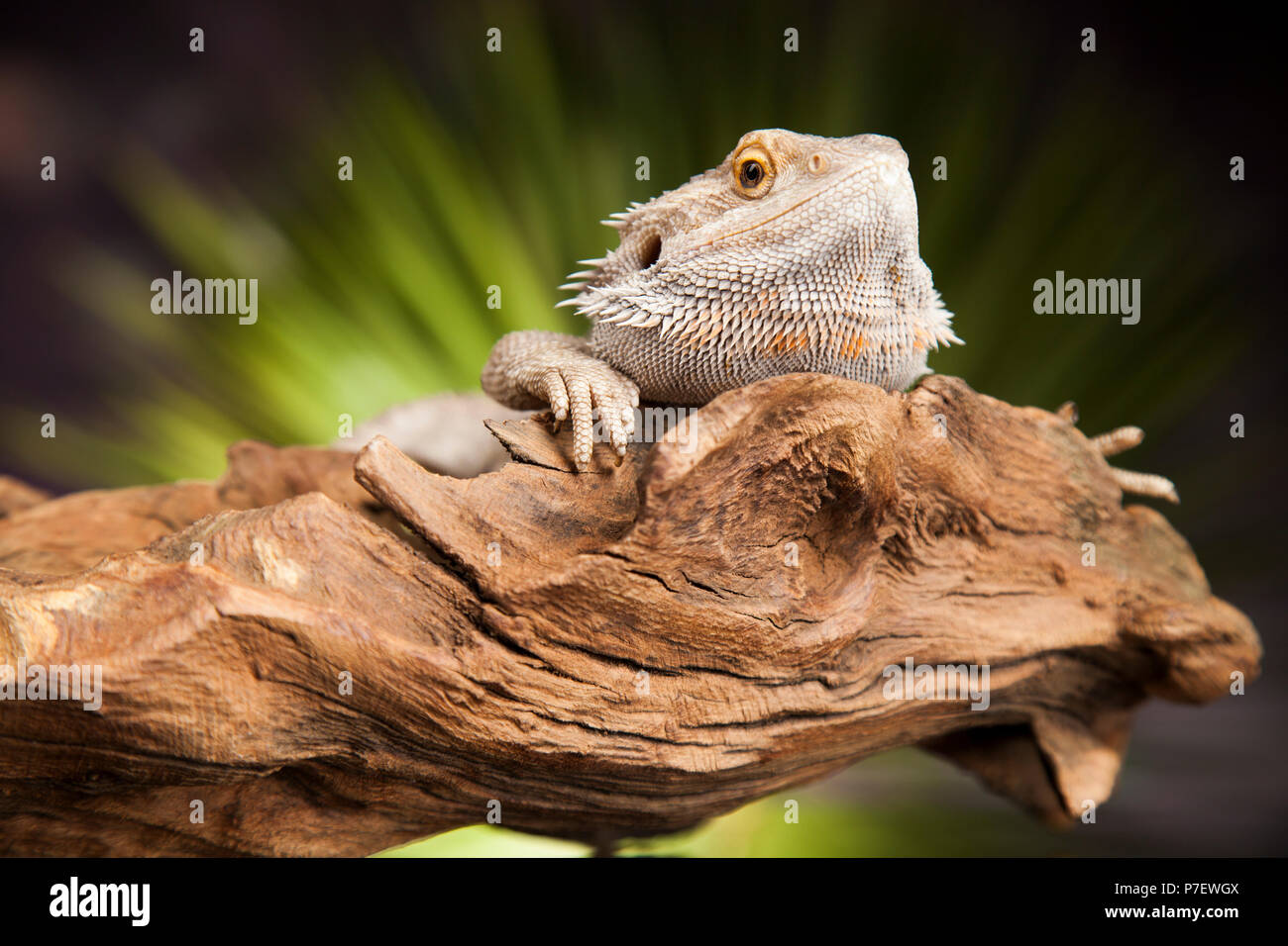 Root Bearded Dragon, Agama Lizard Stock Photo - Alamy