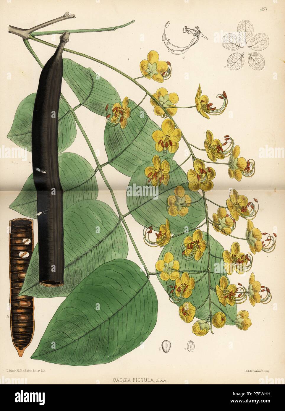 Purging cassia or golden shower tree, Cassia fistula. Handcoloured ...