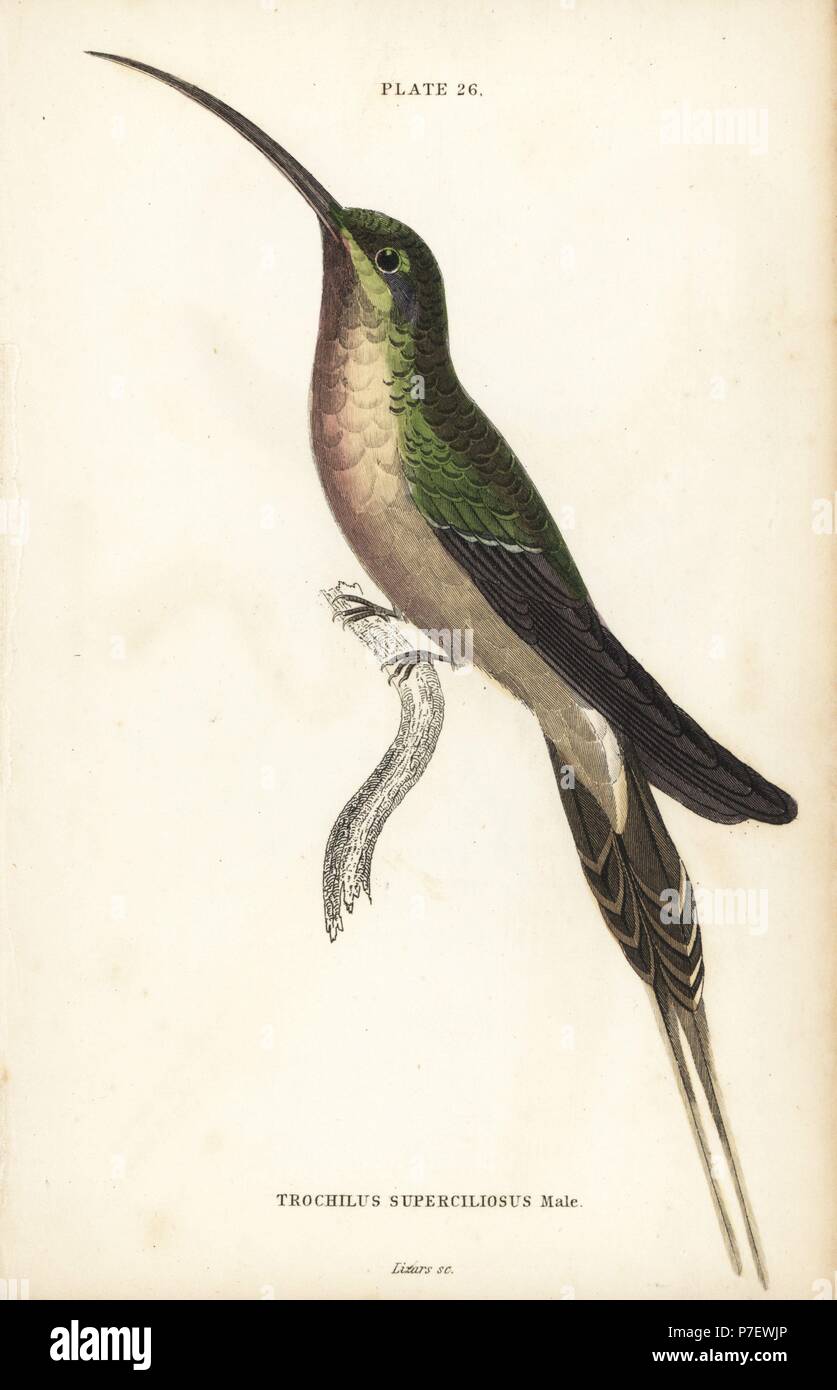 Supercilious Expression