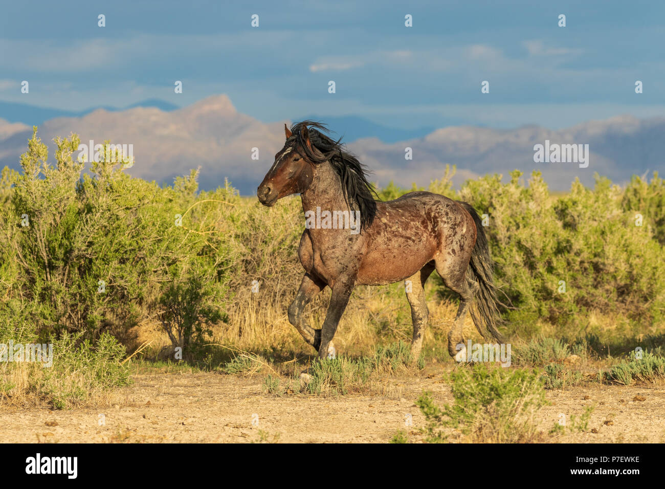Wild Horse Stallion Stock Photo - Alamy