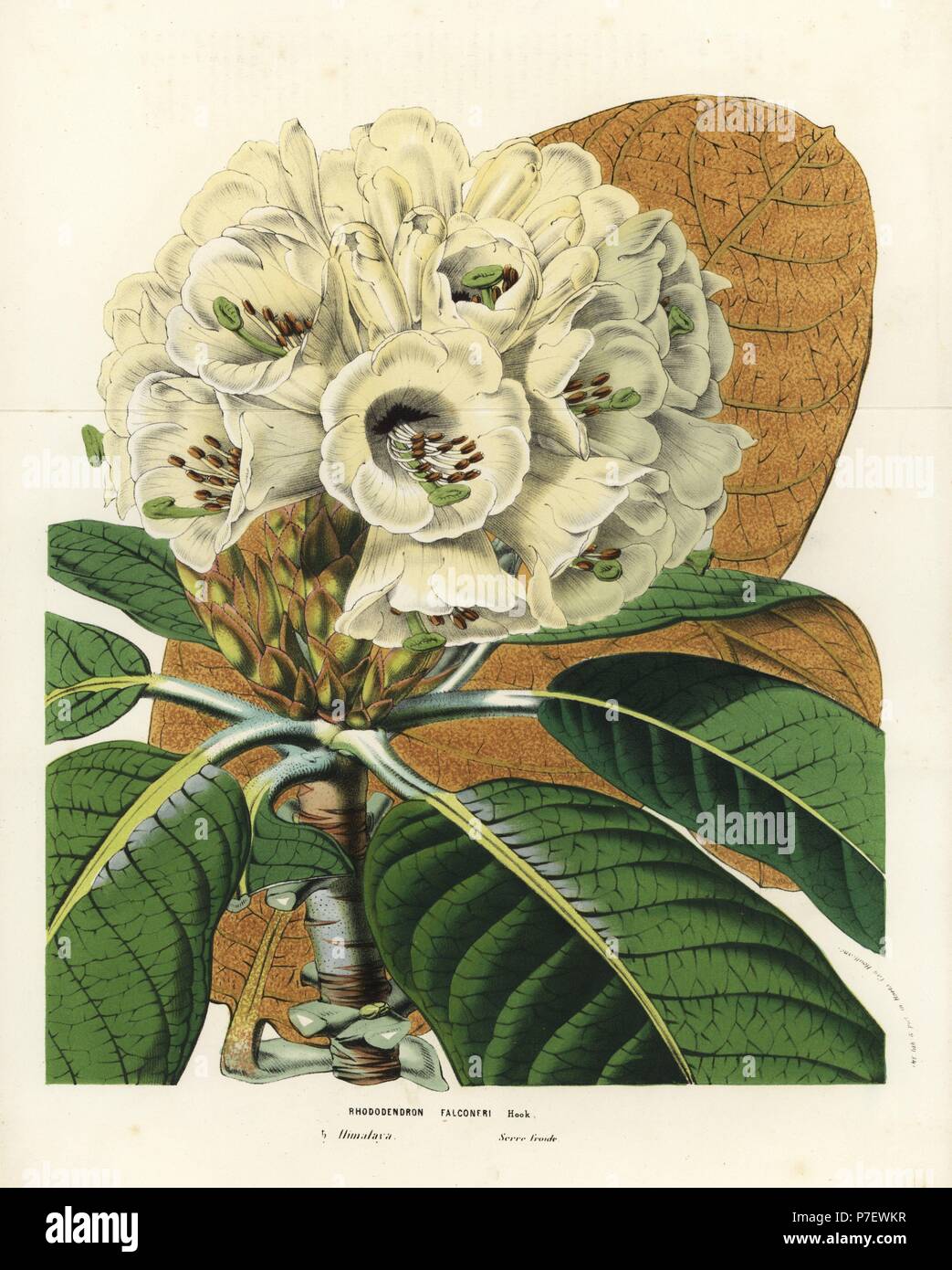 Rhododendron falconeri. Copied from Joseph Dalton Hooker. Named for ...