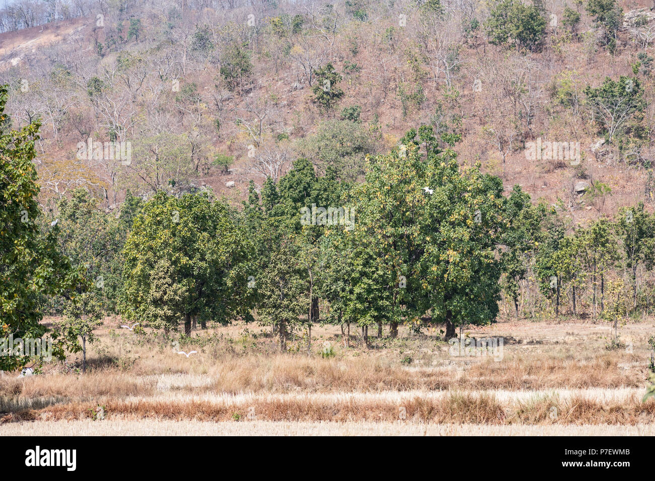Indian trees hi-res stock photography and images - Alamy