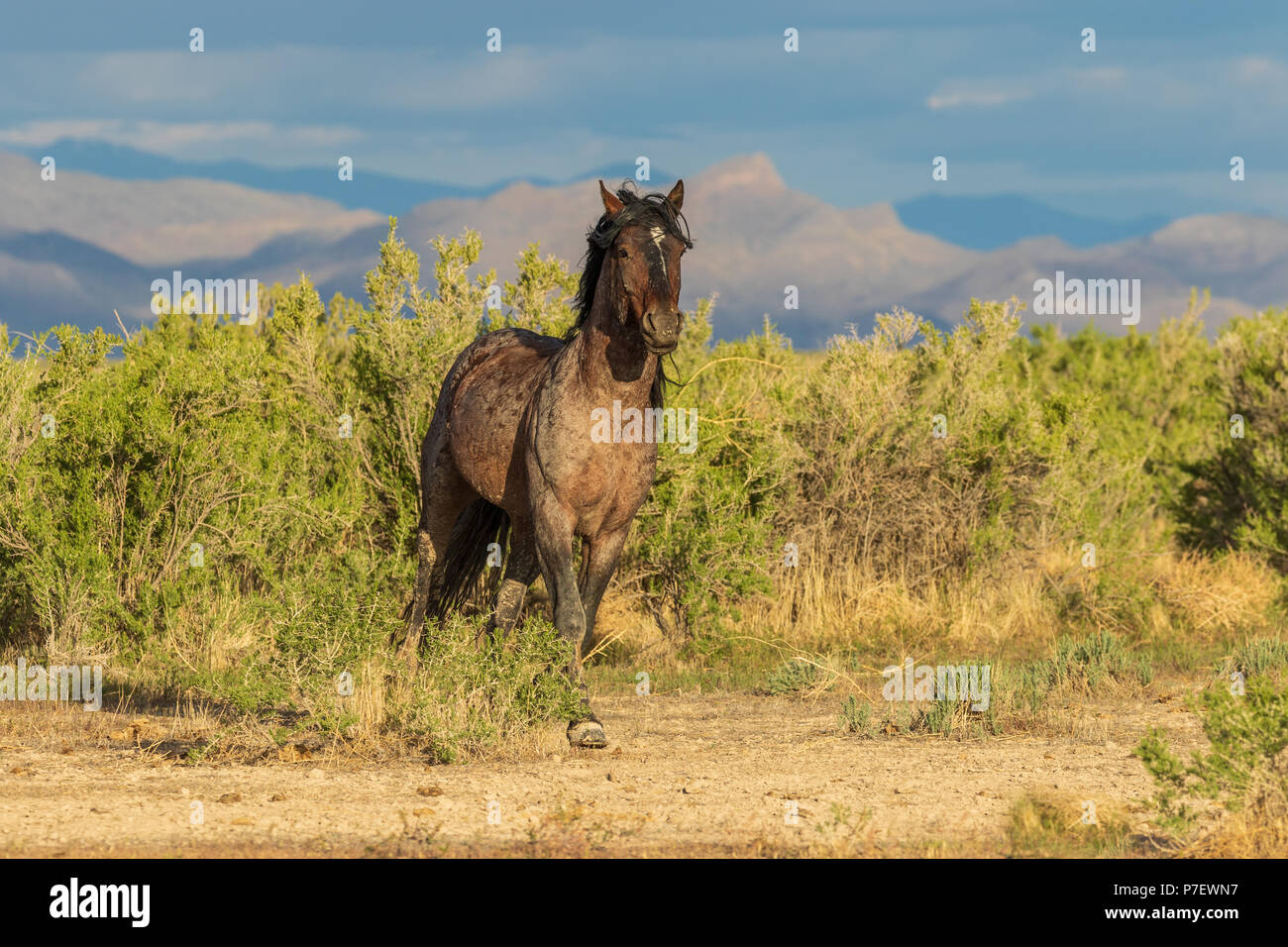 Wild Horse Stallion Stock Photo - Alamy