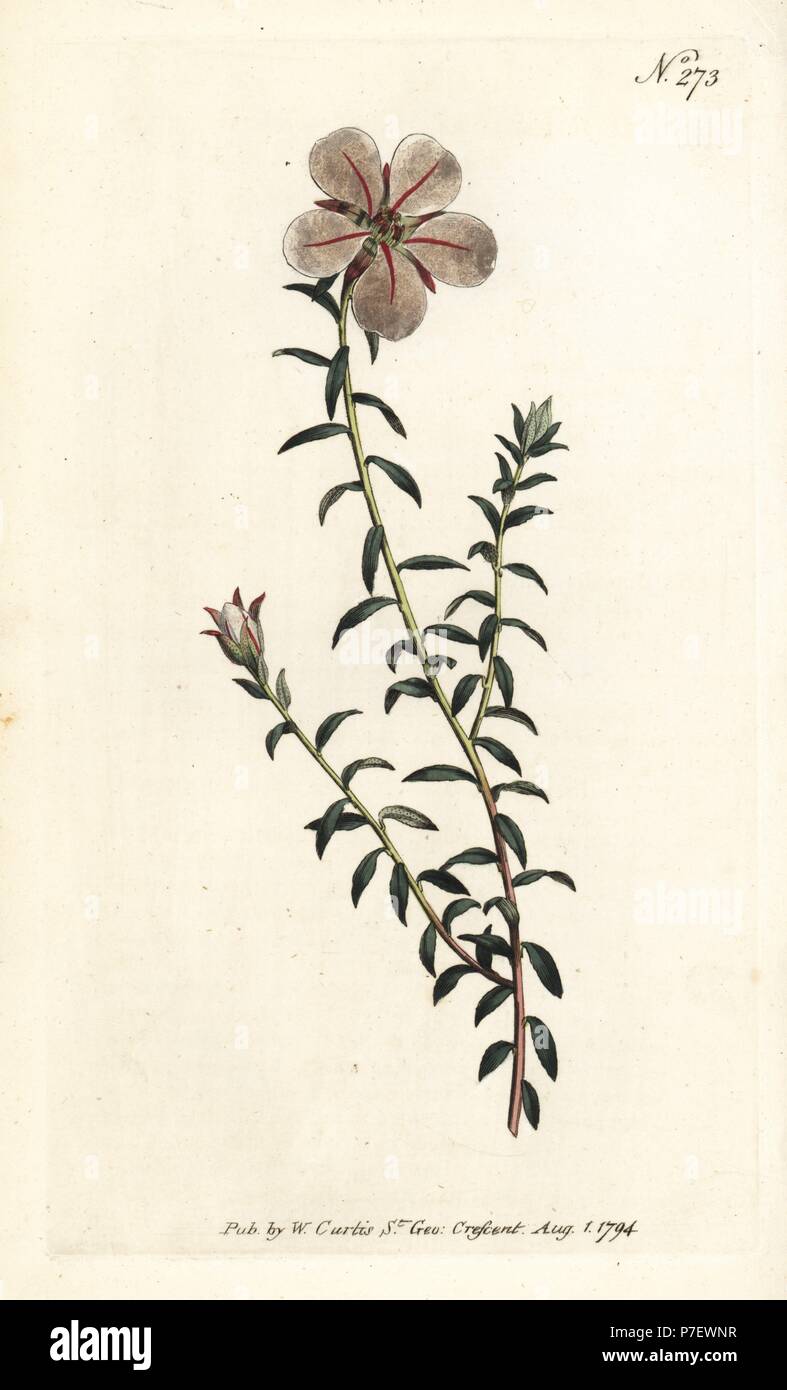 China flower, Adenandra uniflora (One-flowered diosma, Diosma uniflora ...