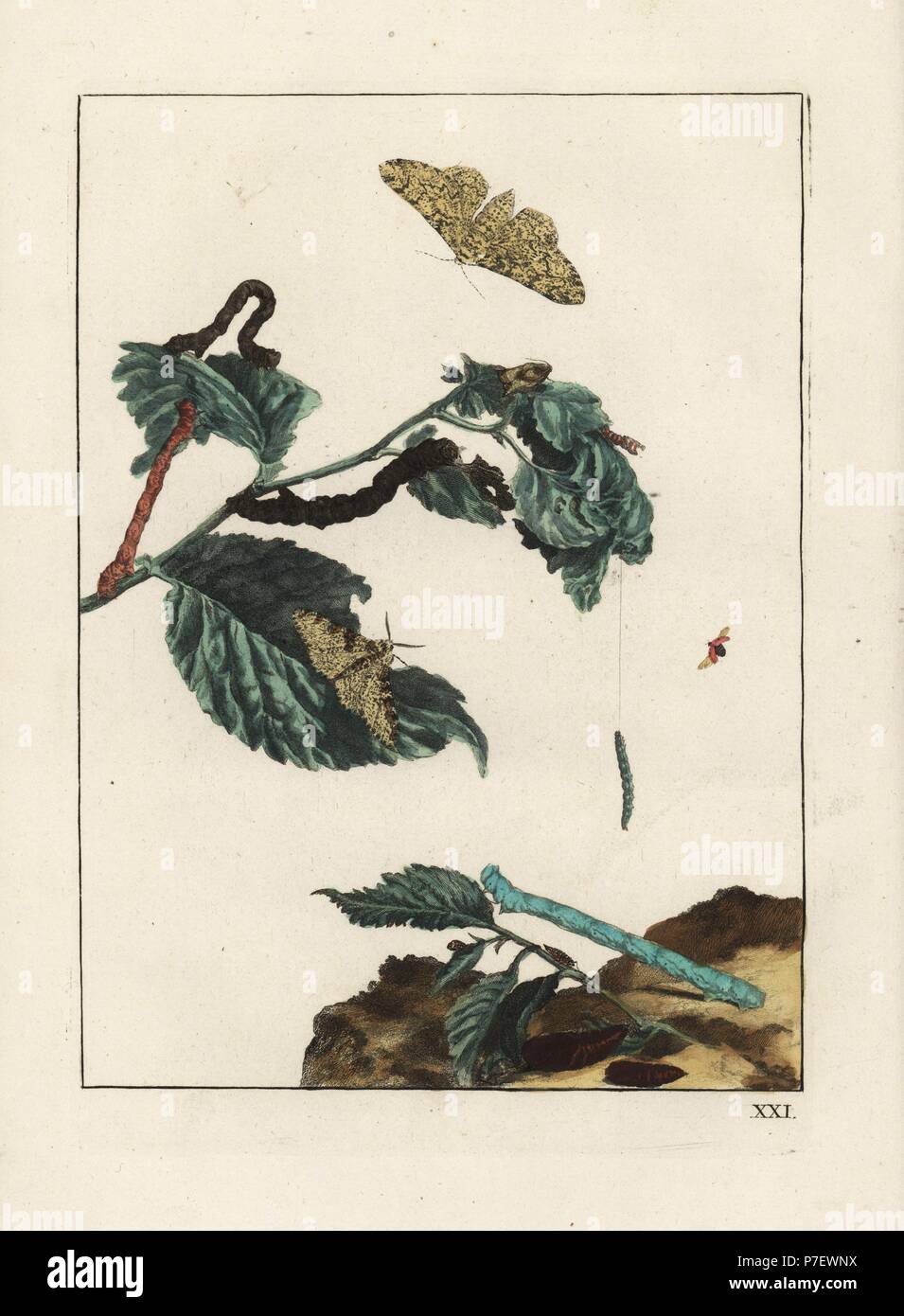 Peppered moth caterpillar hi-res stock photography and images - Alamy