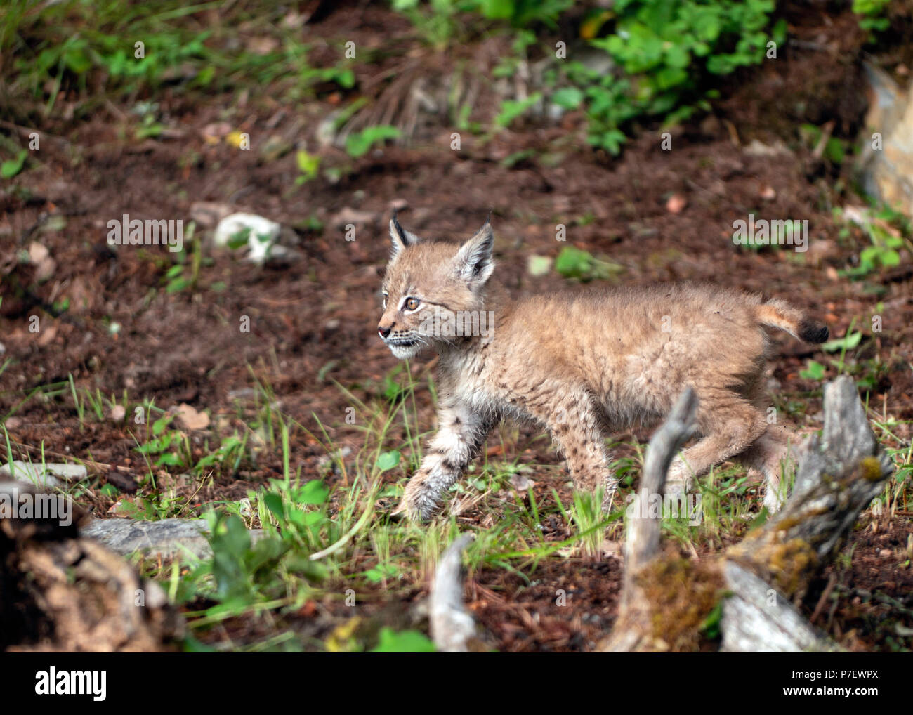 Siberian forest kitten hi-res stock photography and images - Alamy