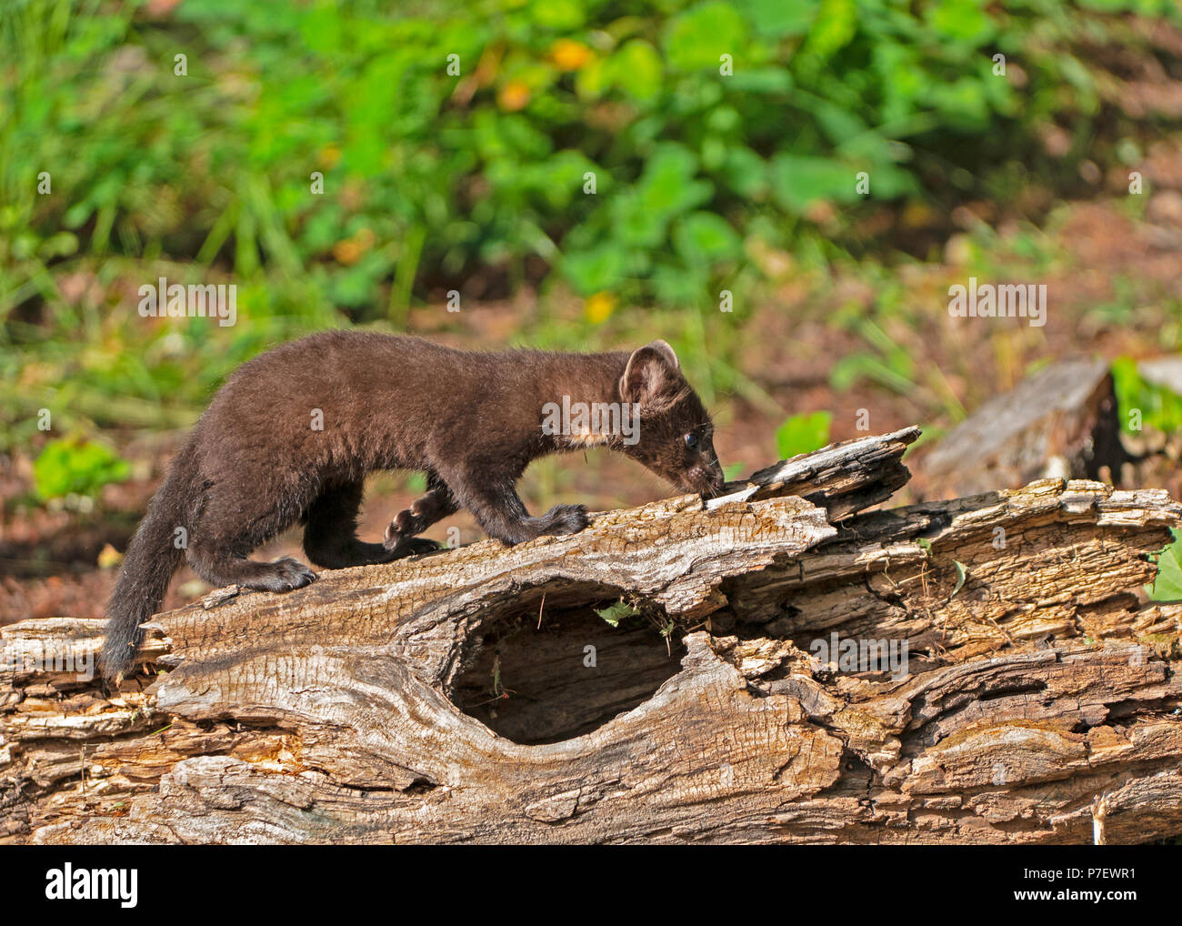 Pine Martin Stock Photos & Pine Martin Stock Images - Alamy
