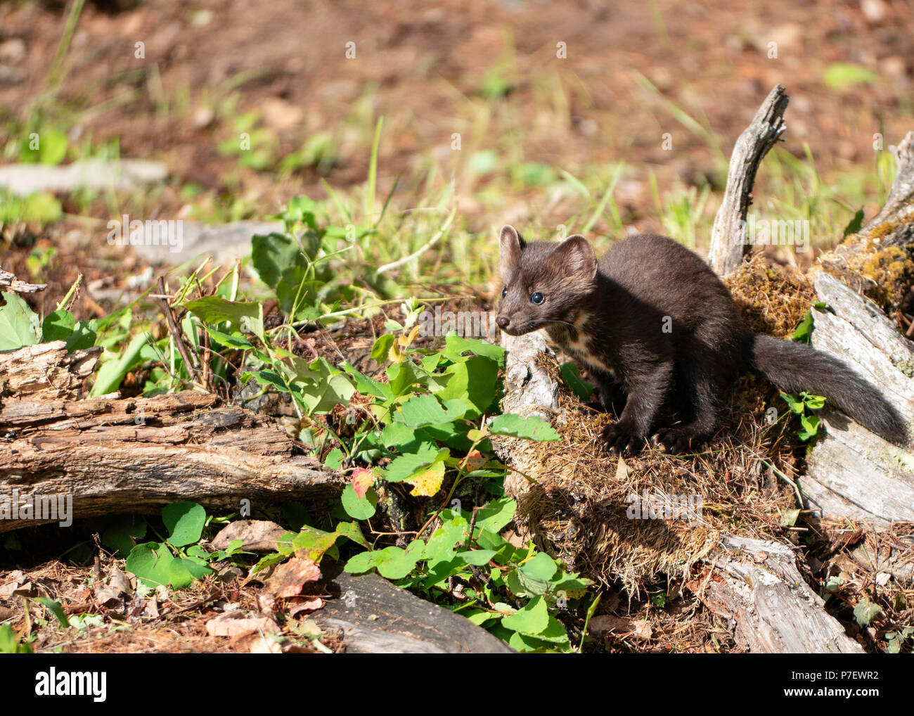 Pine martin hi-res stock photography and images - Alamy