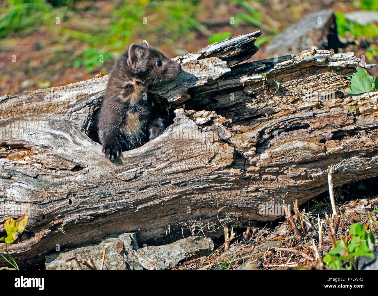 Coming Out of Hiding Stock Photo - Alamy