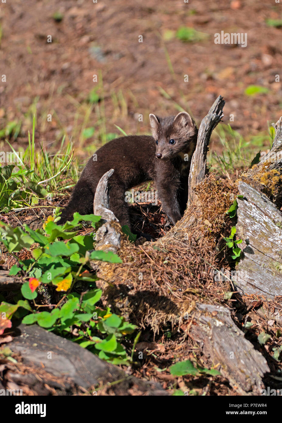 Tree martin hi-res stock photography and images - Alamy