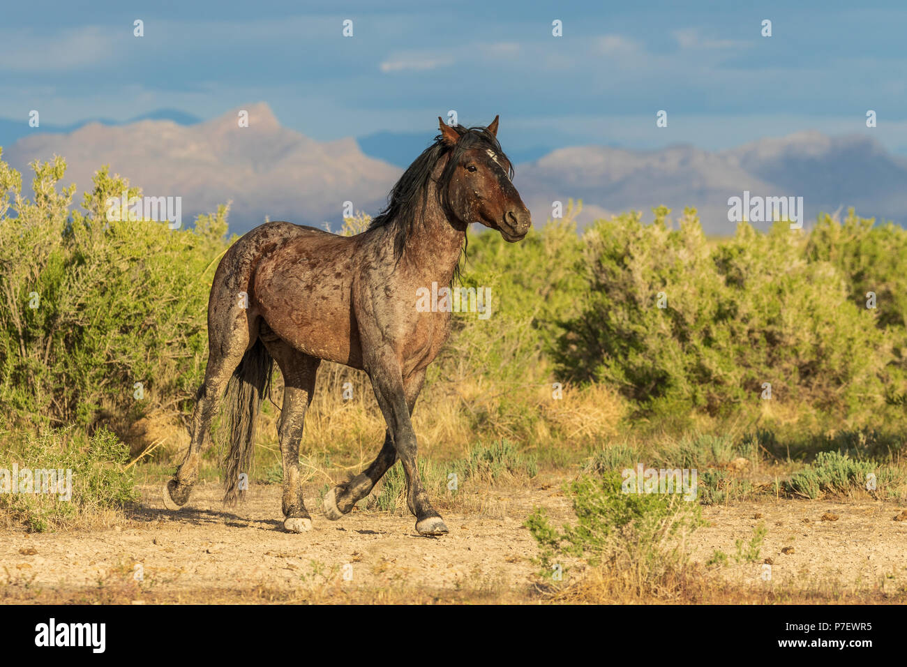 Wild Horse Stallion Stock Photo - Alamy