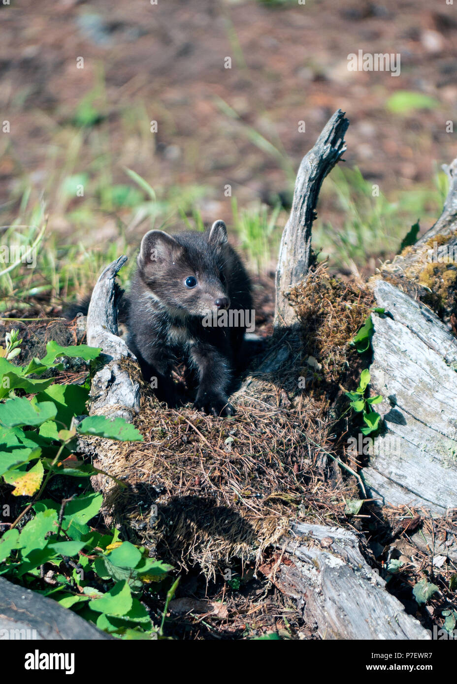 Pine Martin Stock Photos & Pine Martin Stock Images - Alamy