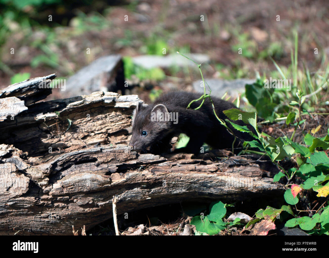 Pine Martin Stock Photos & Pine Martin Stock Images - Alamy