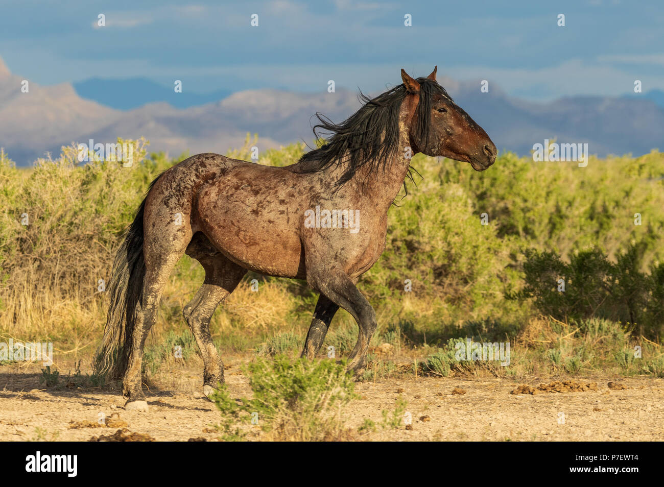 Wild Horse Stallion Stock Photo - Alamy