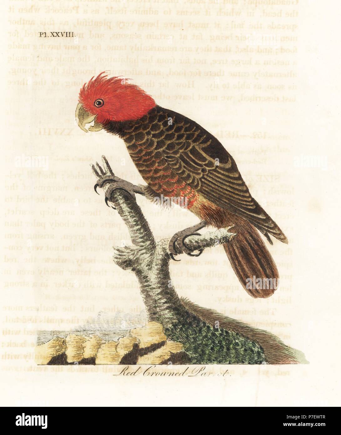 Gang-gang cockatoo, Callocephalon fimbriatum (Red-crowned parrot ...