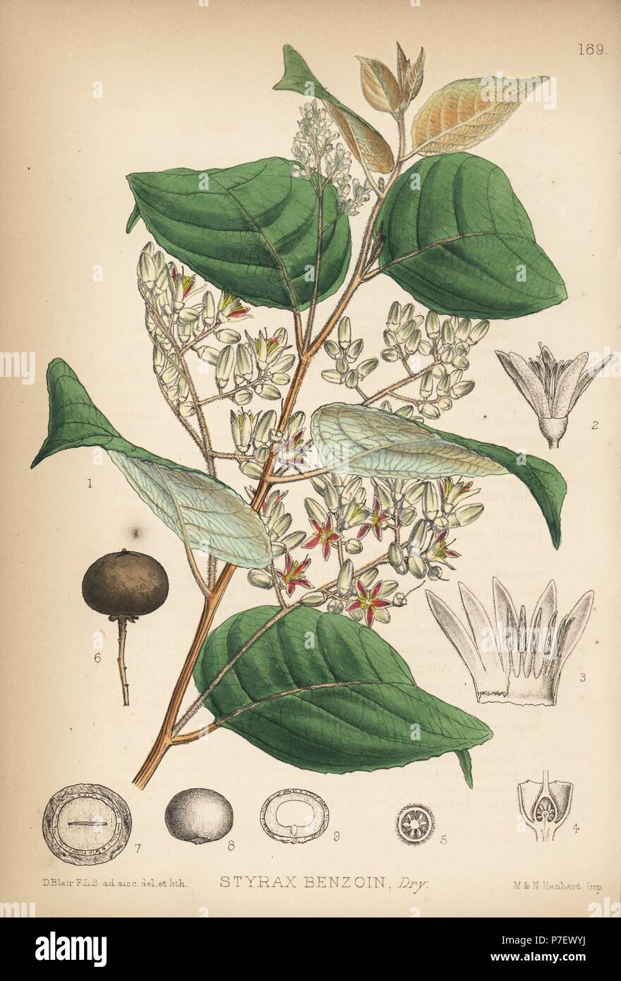 Benzoin, Lindera benzoin (Styrax benzoin). Handcoloured lithograph by ...