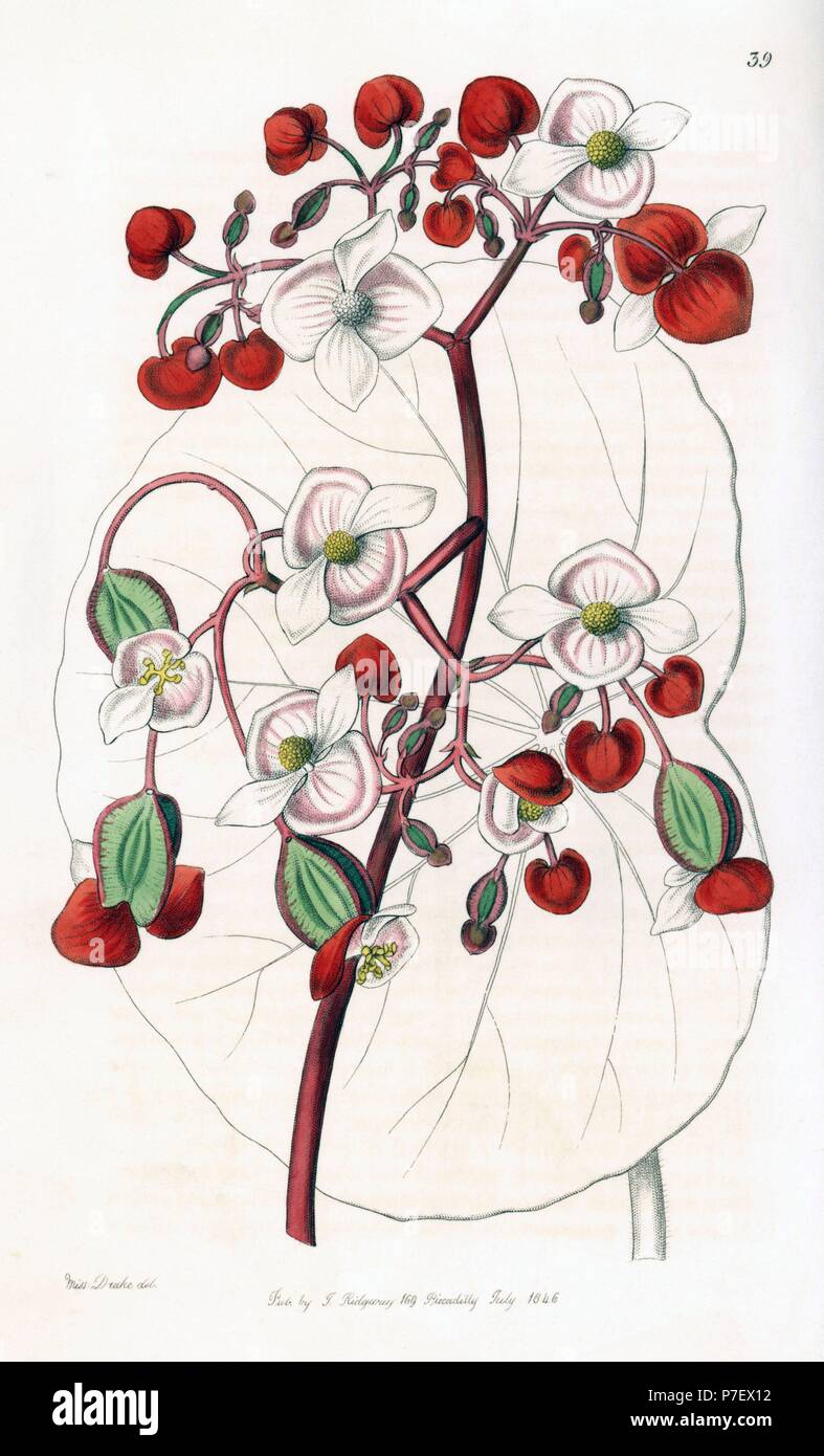 White and scarlet begonia, Begonia albococcinea. Handcoloured ...