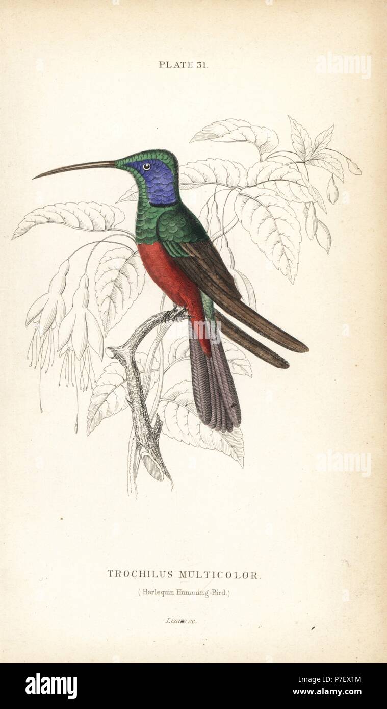 Harlequin hummingbird, Trochilus multicolor. Based on a fabricated ...
