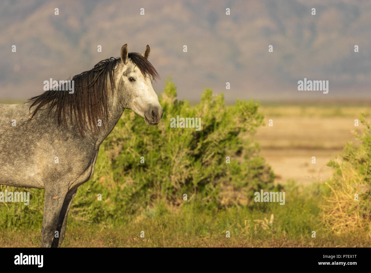 Wild Horse Stallion Stock Photo - Alamy