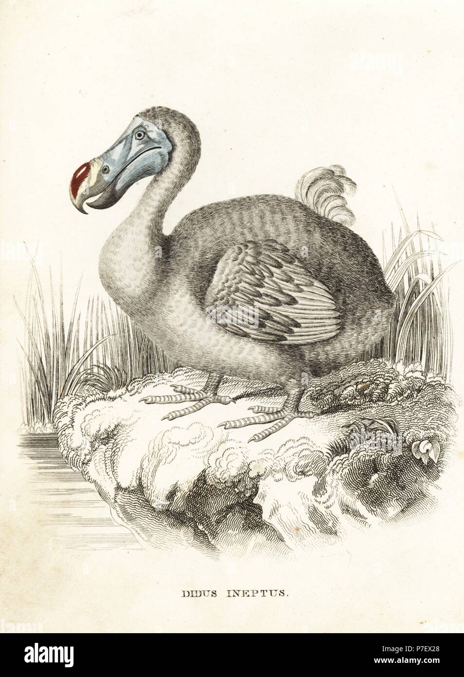 Dodo, Raphus cucullatus (Didus ineptus), extinct flightless bird ...