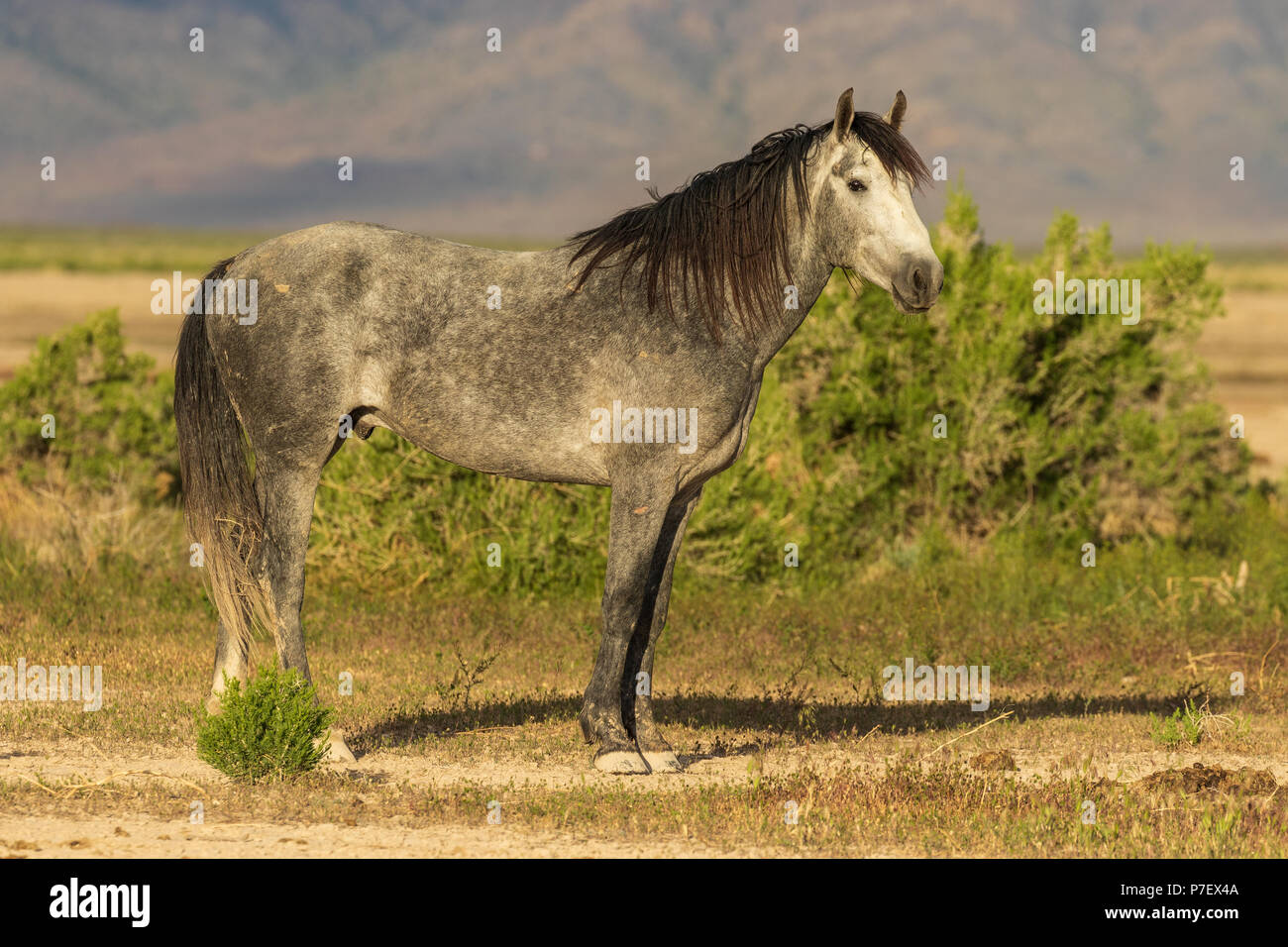 Wild Horse Stallion Stock Photo - Alamy