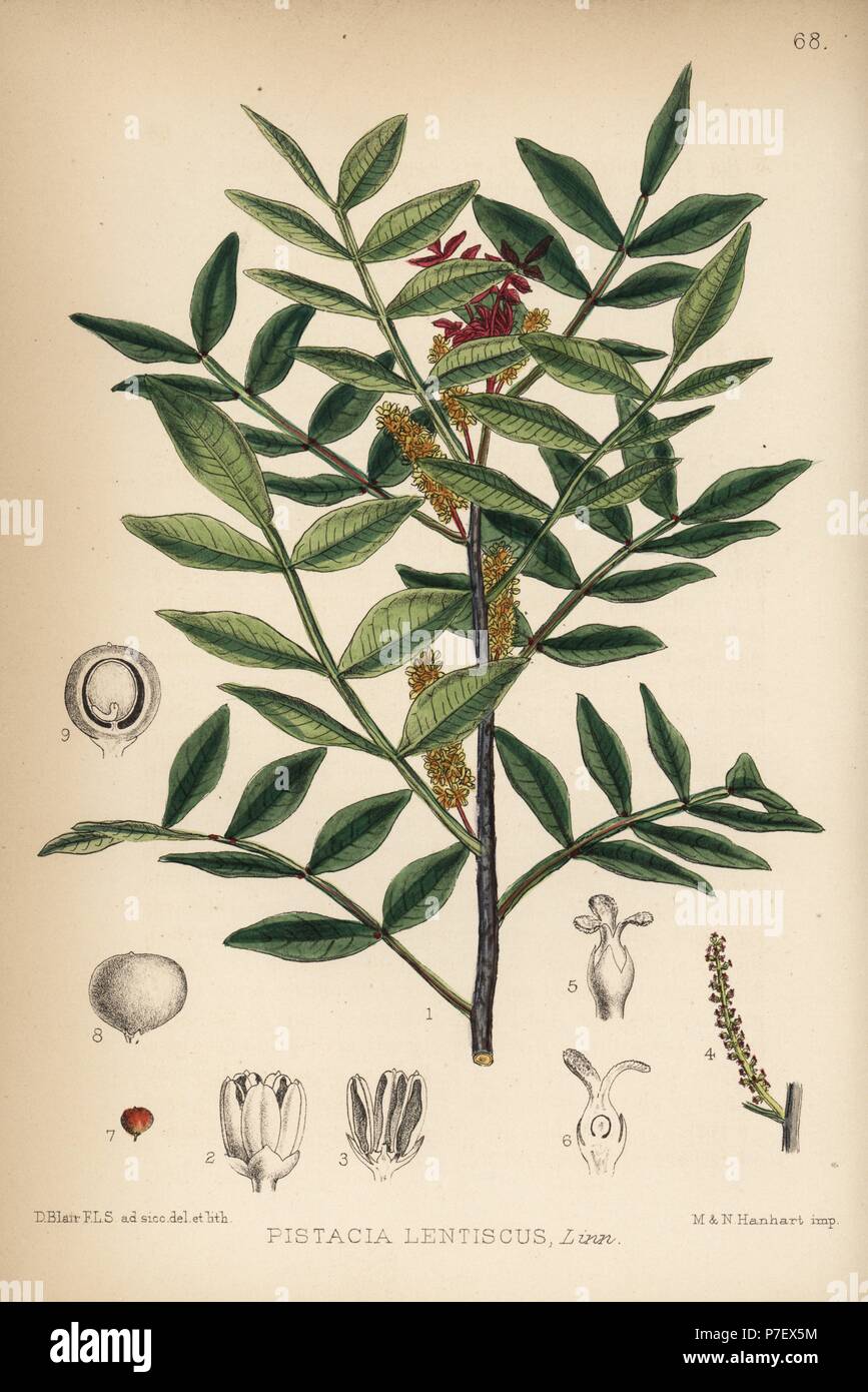 Mastic tree or lentisk, Pistacia lentiscus. Handcoloured lithograph by ...
