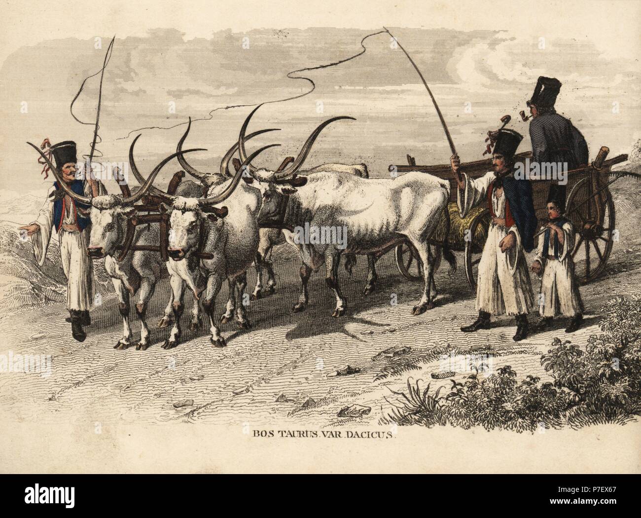 Bos taurus var dacicus hi-res stock photography and images - Alamy