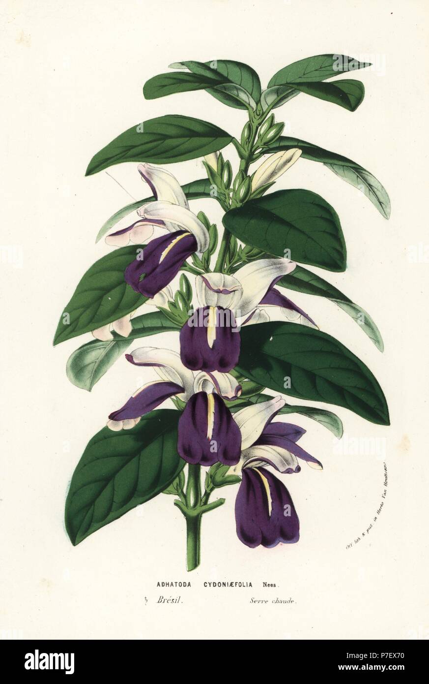 Adhatoda Vasica Flower