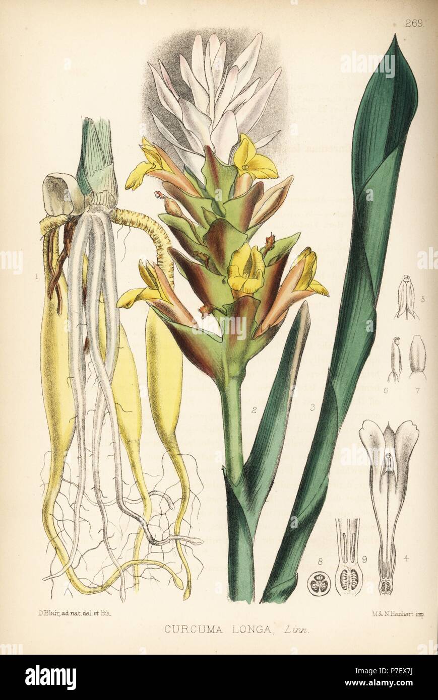 Turmeric Plant Illustration