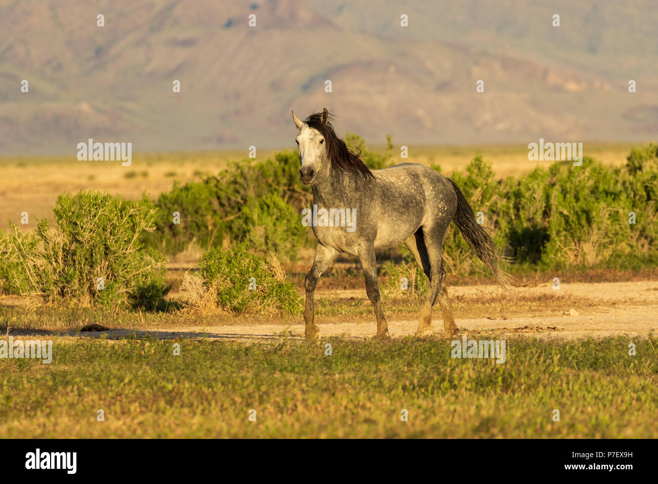 Wild Horse Stallion Stock Photo - Alamy