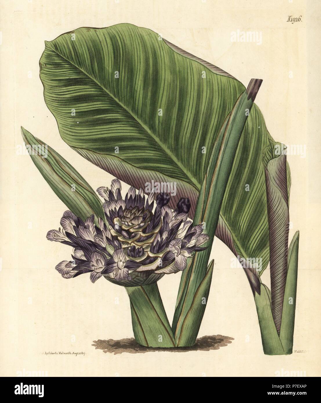 Maranta zebrina hi-res stock photography and images - Alamy