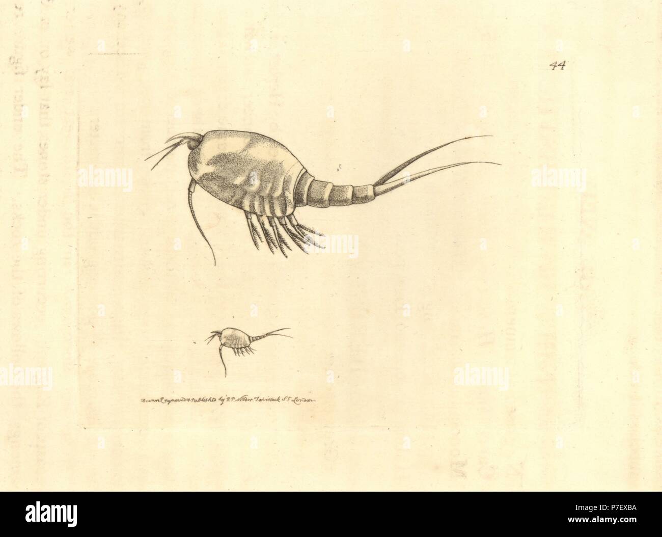 Polydore hi-res stock photography and images - Alamy