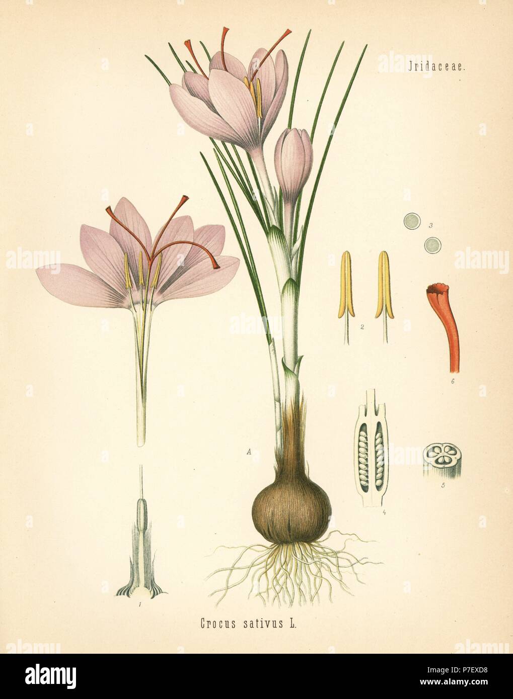 Autumn Crocus Drawing