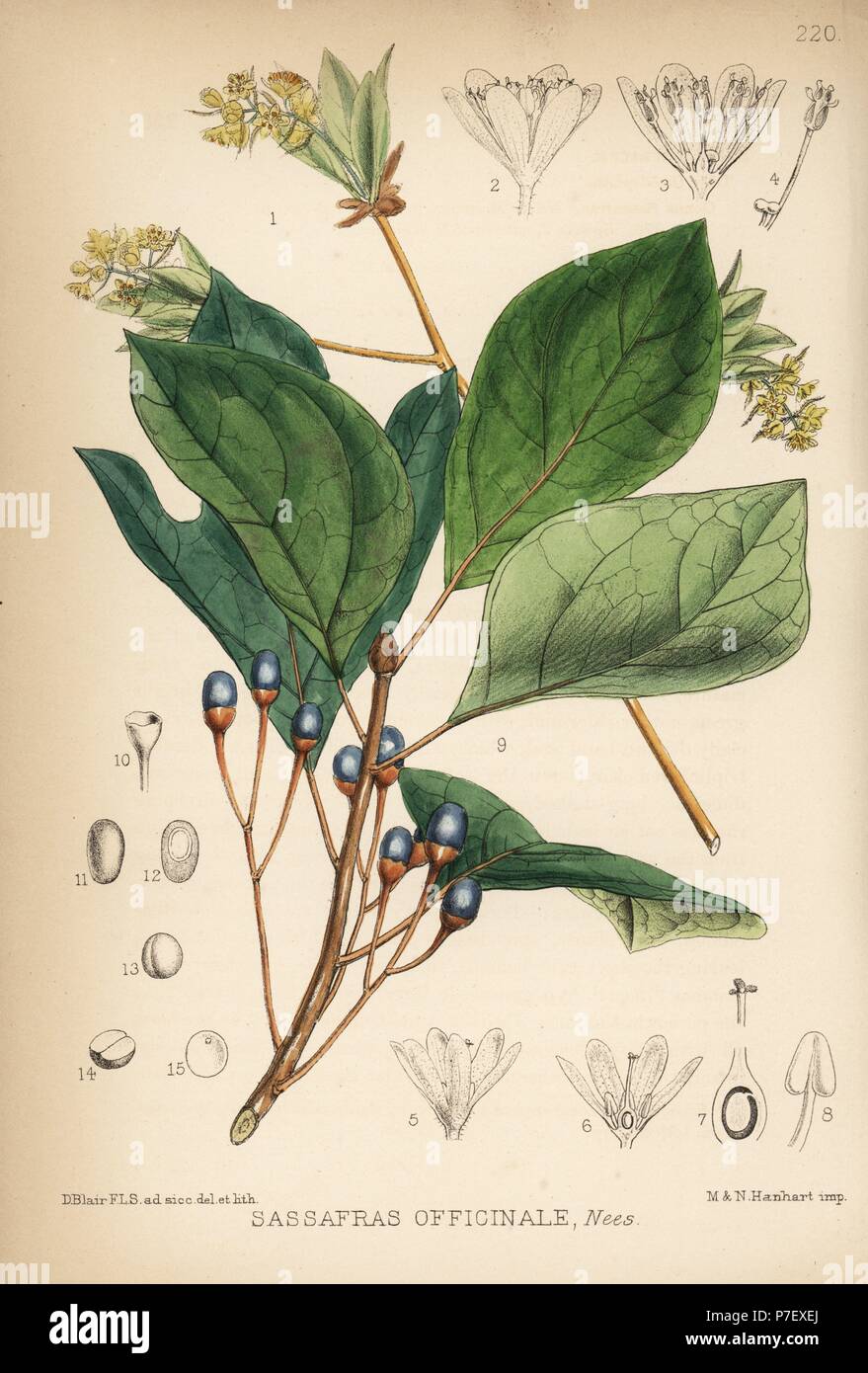 Sassafras, Sassafras albidum (Sassafras officinale). Handcoloured ...