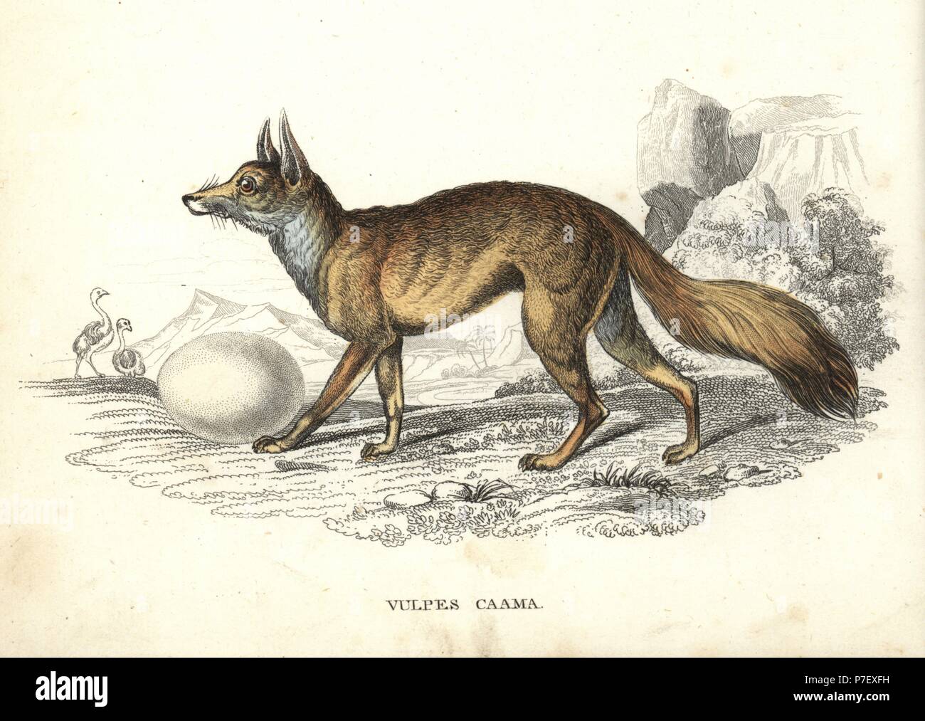 Cama fox hi-res stock photography and images - Alamy