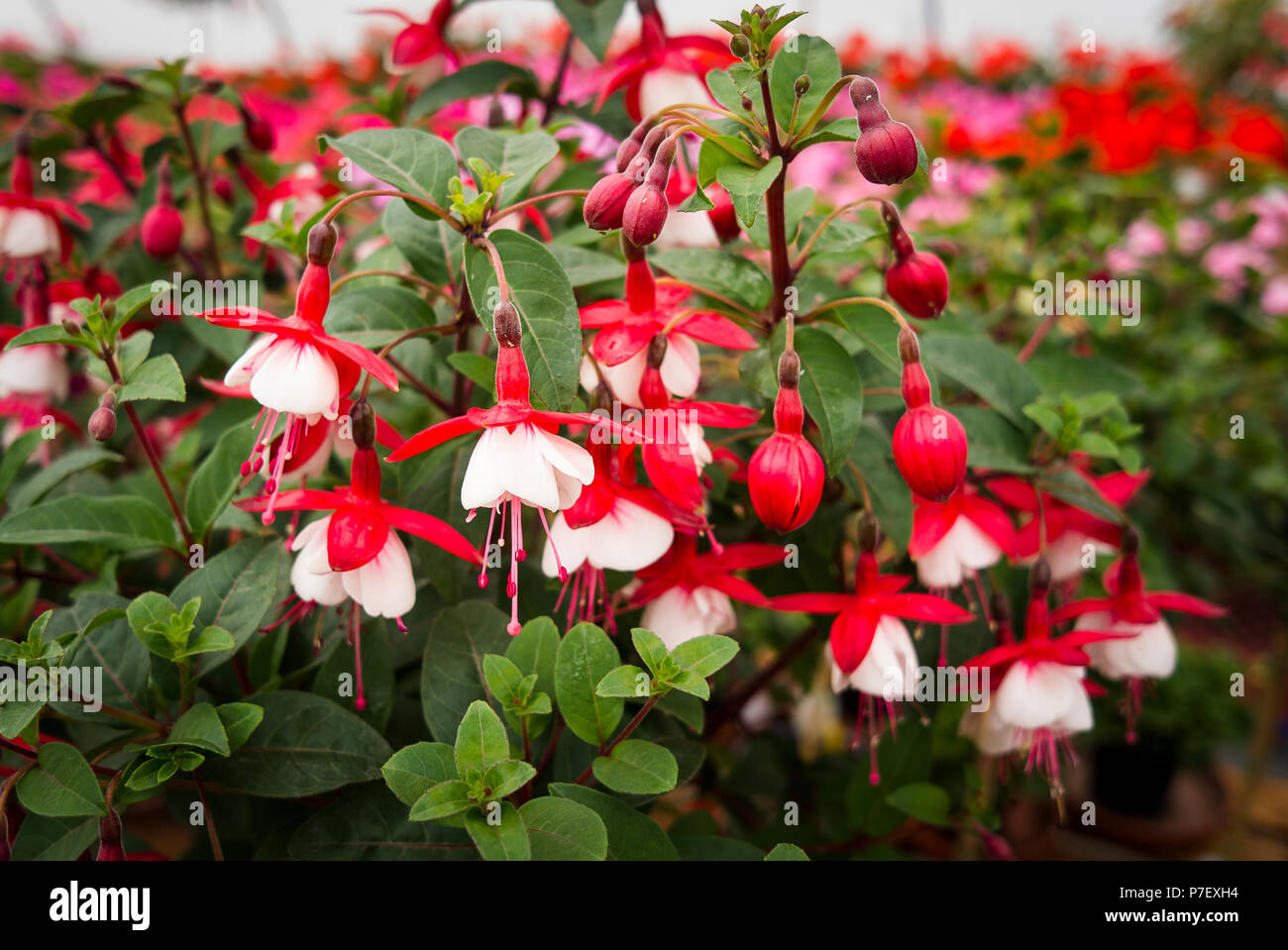 Fuchsia Snowcap in flower and for sale at an English nursery Stock ...