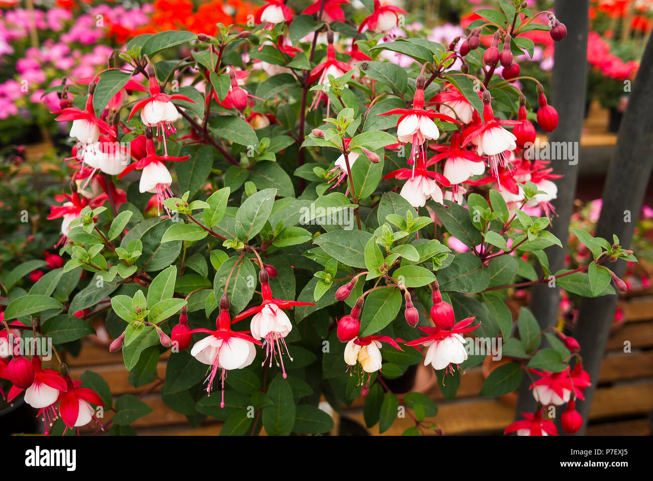 Fuchsia Snowcap on sale at an English plant nursery Stock Photo - Alamy