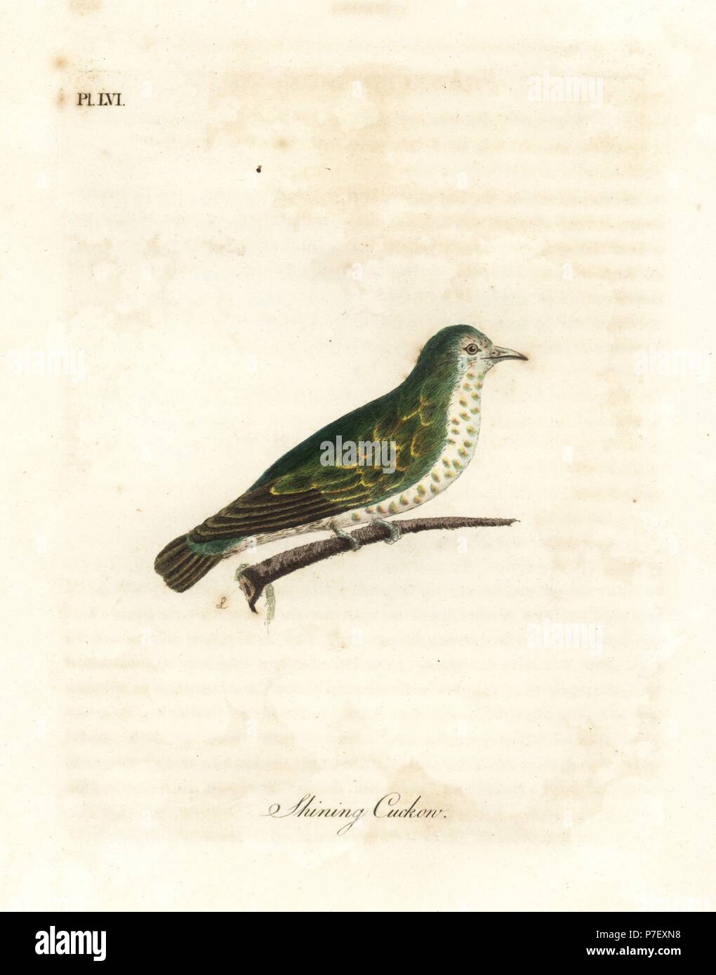 Cuckow hi-res stock photography and images - Alamy