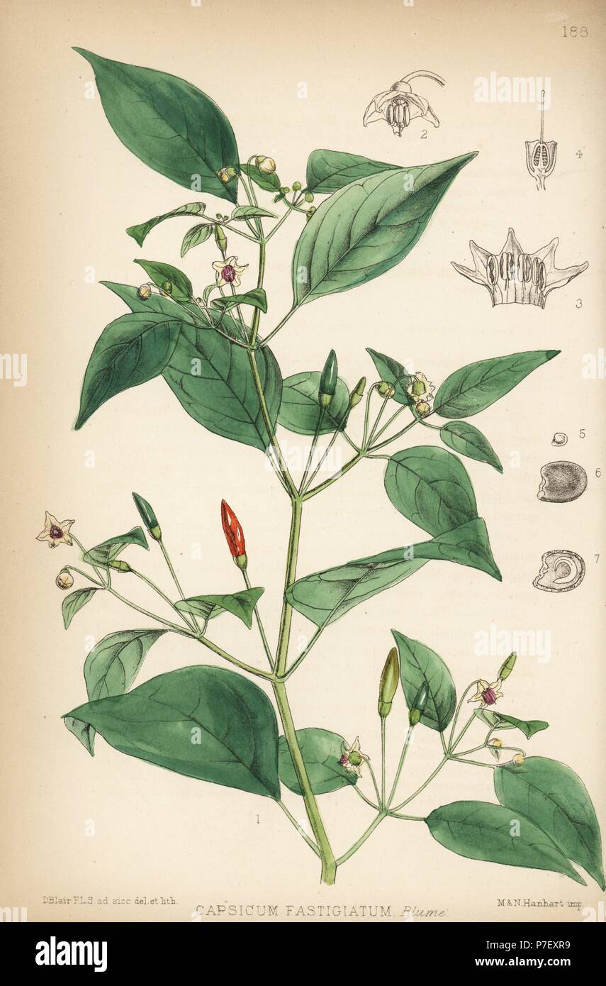 Indian capsicum annuum plant hi-res stock photography and images - Alamy